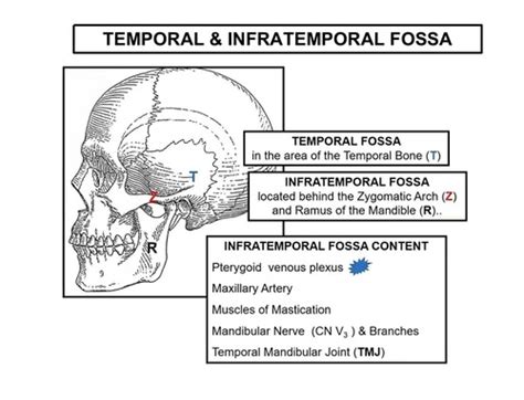 Infratemporal Fossa Flashcards Quizlet