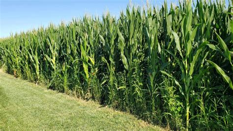Corn Yield Estimate Will Affect Local Basis Levels Iowa Agribusiness