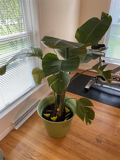 How Do I Get Rid Of These Tiny Gnats Slowly Killing My Bird Of Paradise Rplantclinic