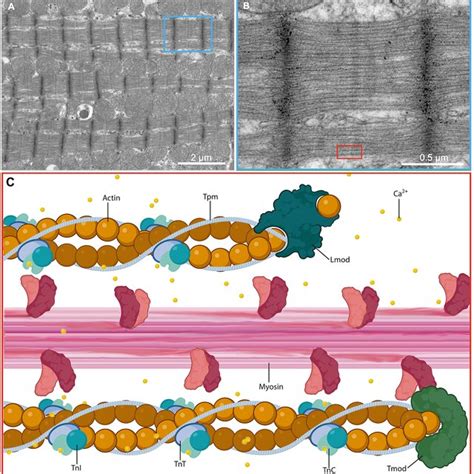 Molecular Structure Of The Cardiac Sarcomere A Low And B High