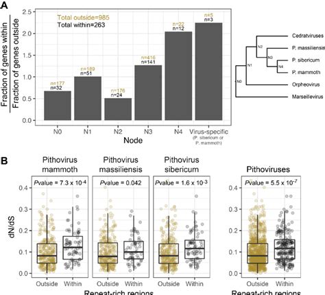 evolution of orfs within and outside repeat rich regions a ancestry