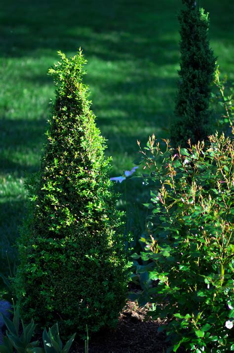 Imgp8717 Xenograft Flickr