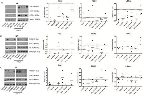 Immunoblotting Of Fibroblast Marker Expression In The Different Download Scientific Diagram