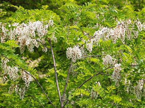 Black Locust Information How To Care For A Black Locust Tree