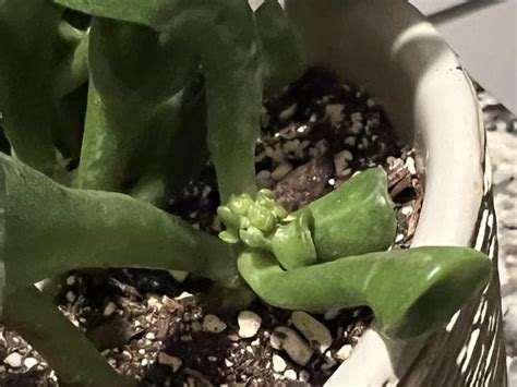 Mutant Cluster Of New Growth On My Jade R Succulents