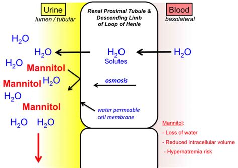 Osmotic Diuresis Defined And Osmotic Diuresis Causes
