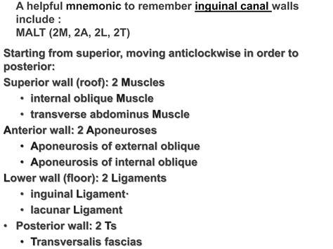 Gross Anatomy Of The Inguinal Canalppt