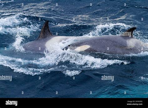 A Large Pod Of Gerlache Strait Type B Killer Whales Orcinus Orca