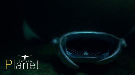 აფრიკა კონგოს აუზის ტყე სოფელი მომბელო ნადირობა 🍖🍗🧌 აფრიკა კონგოს აუზის ტყე სოფელი