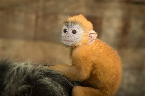 Оранжевая обезьяна 70 фото