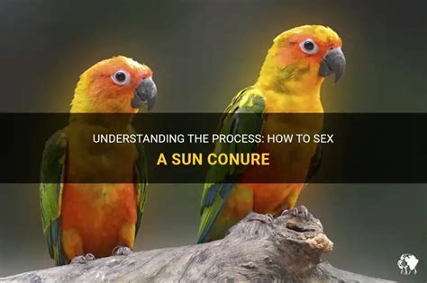 Understanding The Process How To Sex A Sun Conure Petshun