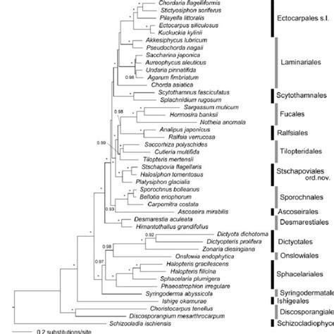Bayesian Consensus Tree Based On Concatenated Dna Sequences Download Scientific Diagram