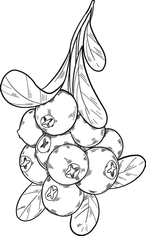 Cranberries Coloring Page Free Printable