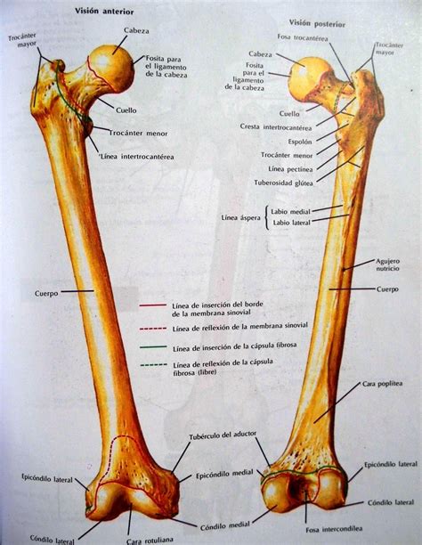 El Fémur Es El Hueso Museo De Anatomía Humana De Unasa Facebook