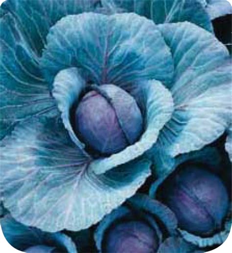 Chou Rouge Ruby Perfection Cote Jardin