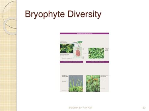 Ppt Plant Diversity I How Plants Colonized Land The Seedless Plants