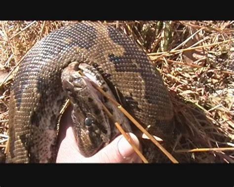 Snake Stories From Around The World The African Rock Python