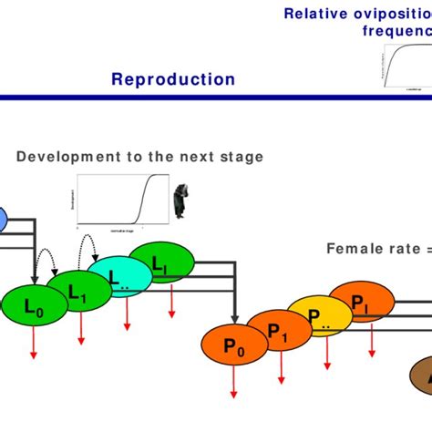 Pdf Ilcym Insect Life Cycle Modeling Software For Developing
