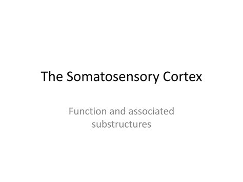 The Somatosensory Cortex Pptx