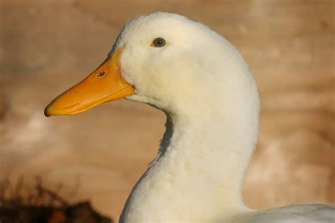 Pekin Duck Complete Breed Guide — Raising Ducks