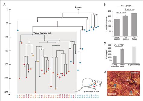 Cancer Cell Lineage Reconstruction A Reconstructed Cell Lineage Tree Download Scientific