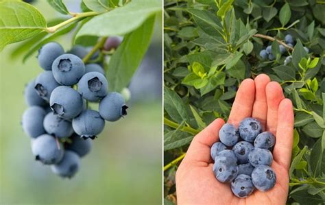 “we Were Looking To Expand Our Berry Platform While Maintaining A