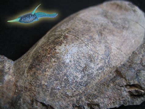 Agnatha Fish Fossil Collections Member Collections The Fossil Forum