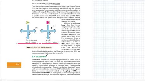 Chapter 6 Molecular Basis Of Inheritance Genetic Code Ncert Biology