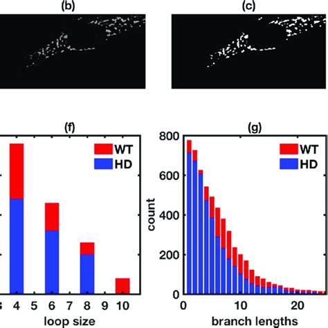 Steps Involved In The Processing Of The Images And Retrieval Of Various Download Scientific