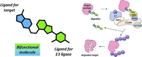Development Of Bifunctional Molecules That Specifically Bind To A Download Scientific Diagram