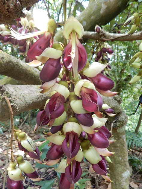 我心同花心 血藤，宛若遊龍般在林間恣意穿梭。 血藤分布於台灣中低海拔山區到平地，為常綠蔓性木質大藤本植物，莖具攀緣性，可蔓延長達20公尺