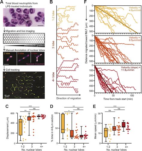 Nuclear Segmentation Facilitates Neutrophil Migration Journal Of Cell