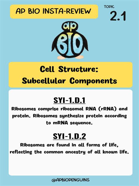 Cell Structure Subcellular Components Syi 1 D 1 Pdf Endoplasmic Reticulum Ribosome