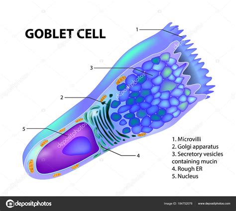 Epithelial Cell Structure