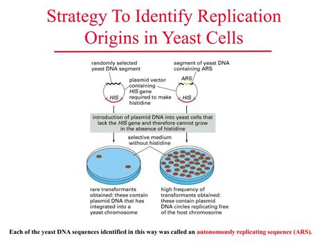 Ppt Genetic Model Systems Yeast Powerpoint Presentation Id203314