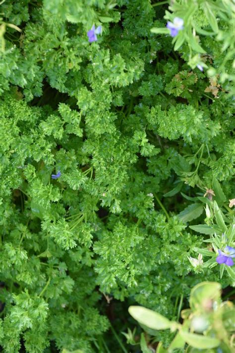Parsley Planting Herb Growing In South Africa