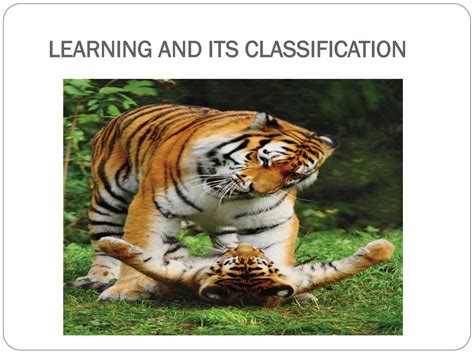 Solution Learning Ant Ist Classification Studypool