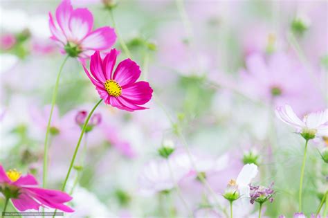 Космея цветы фото и картинки 53 штук