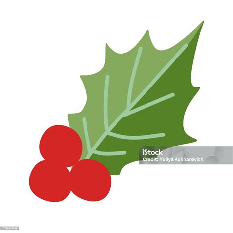 크리스마스 베리 홀리 일렉스 아퀴폴리움 잎과 과일 꽃 나뭇 가지 빨간 크리스마스 겨울 장식 벡터 장식적인 식물학 잎 엽서 인사말 카드를 위해 흰색에 격리된 전통적인 장식