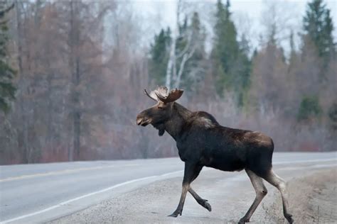 Moose In Canada Facts Breeds And More