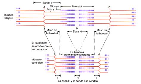 Arriba Estructura Microscópica De La Sarcómera Filamento De Actina