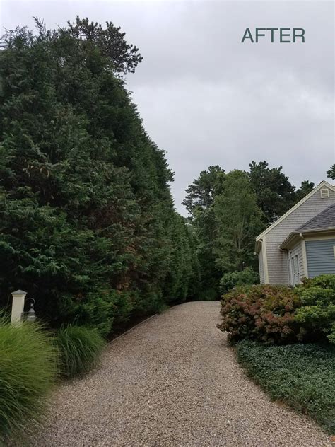 Tree Pruning And Trimming Alfieri Tree Care