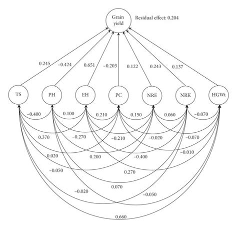 Average Genotypic Path Coefficient Diagram Representing Cause And Download Scientific Diagram