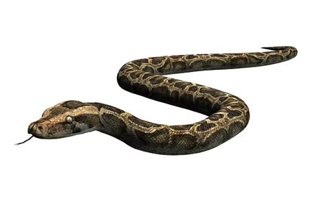 Immense 24 Foot Long Python Is Almost A Record Breaker