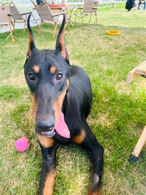 도베르만춘자강아지 책임분양♥ 강아지•고양이입양 강아지보호소 고양이보호소 무료분양 아이조아보호소