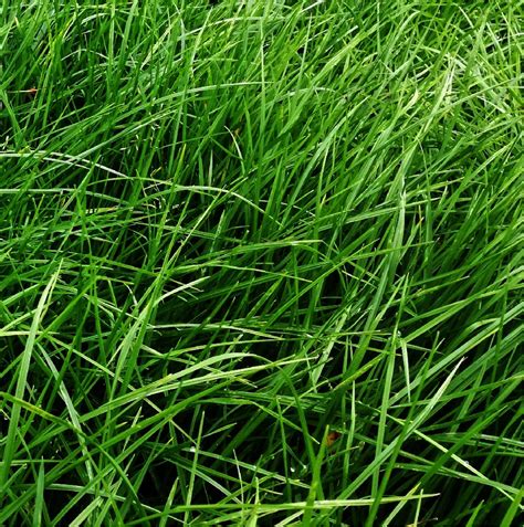 Rye Grass One 50 Certified Impulsemillas