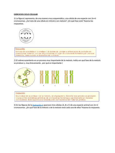Ejercicios Tema 8 Ciclo Celular Mitosis Y Meiosis Pdf