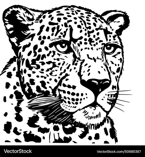 Portrait Of Leopard Hand Drawn Royalty Free Vector Image Portrait Of Leopard Hand Drawn Royalty Free Vector Image