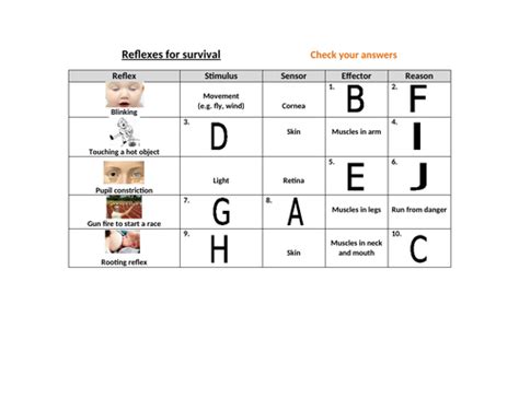 Nervous System And Reflexes Gcse Igcse 3 X Activities Revision Lesson Or Activities For