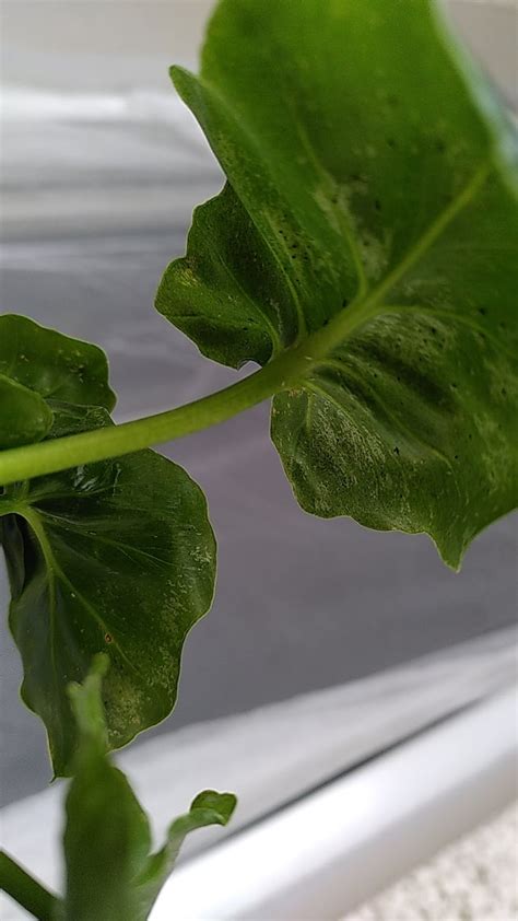Tiny Black Bugs On My Tiny Monstera Rplantclinic